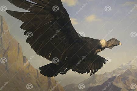 Condor stock image. Image of raptors, vulture, cliff, wingspan - 68777