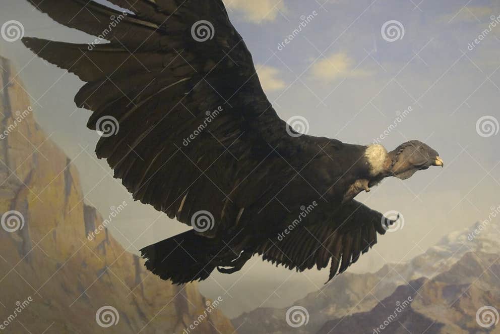 Condor stock image. Image of raptors, vulture, cliff, wingspan - 68777