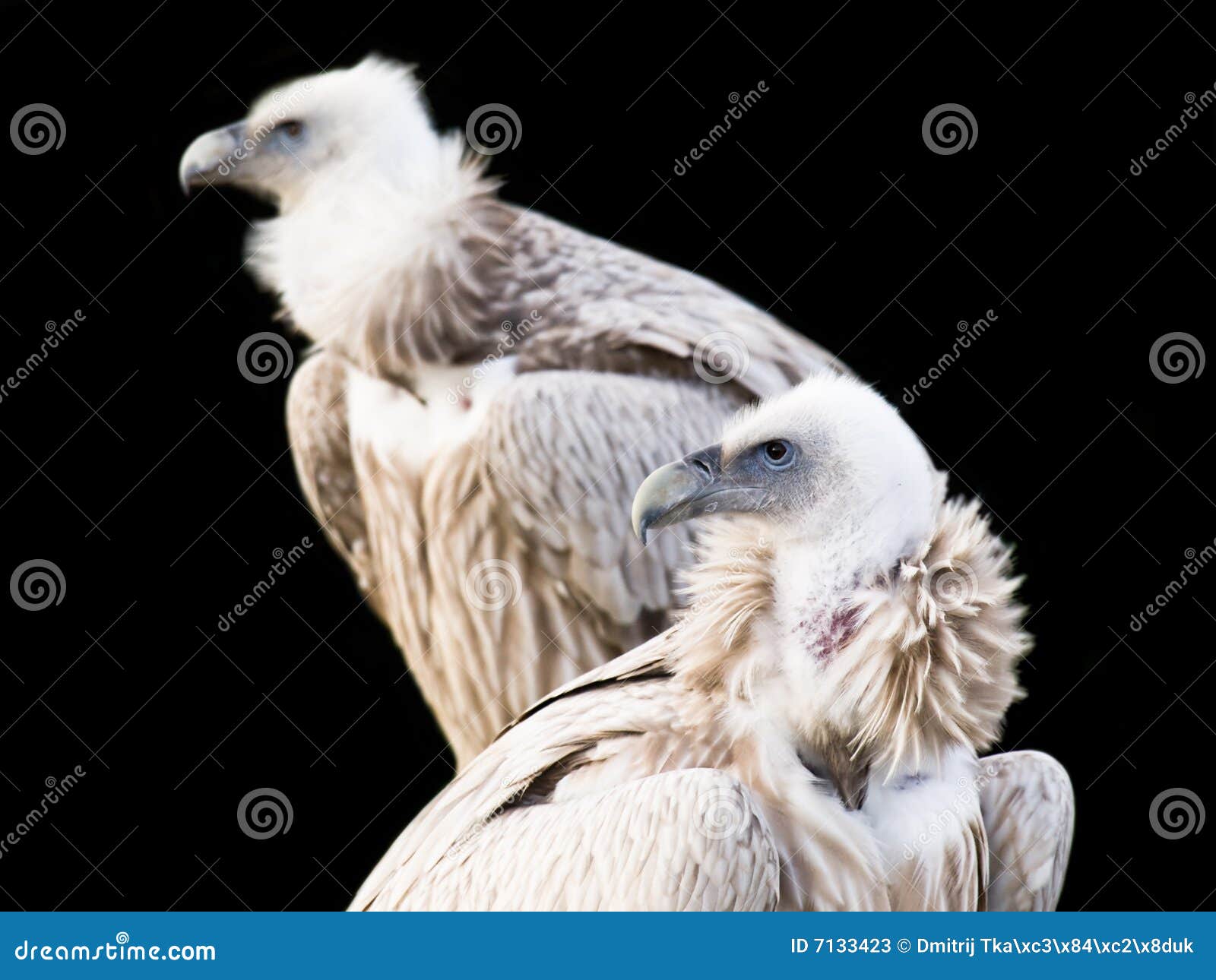 Beautiful Condors Stock Photos - Free & Royalty-Free Stock Photos from ...