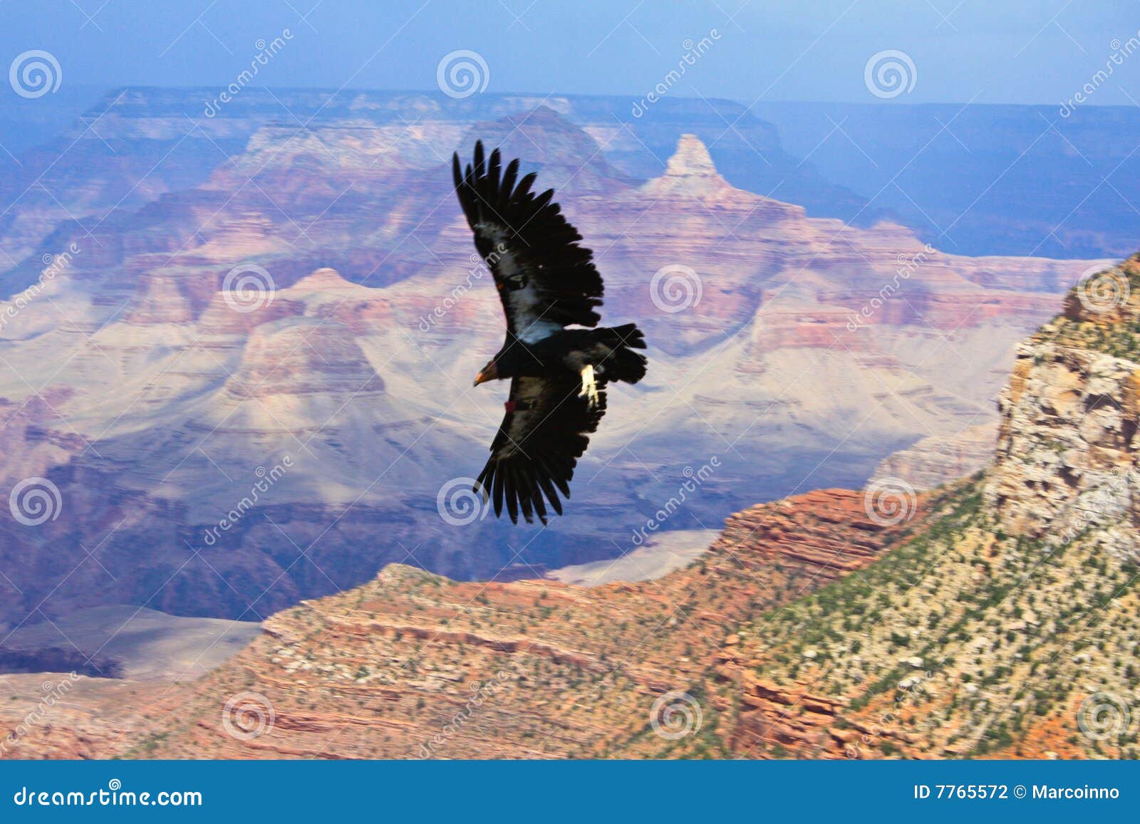Condor stock photo. Image of freedom, condor, landscape - 7765572