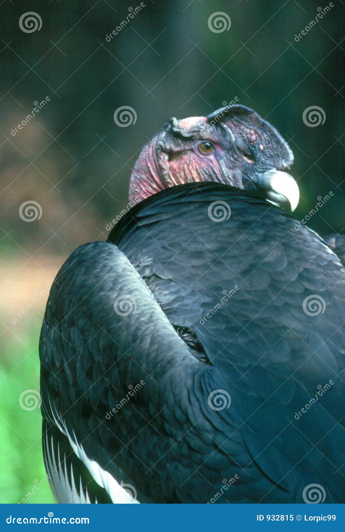 CONDOR stock image. Image of carrion, birds, wild, ands - 932815