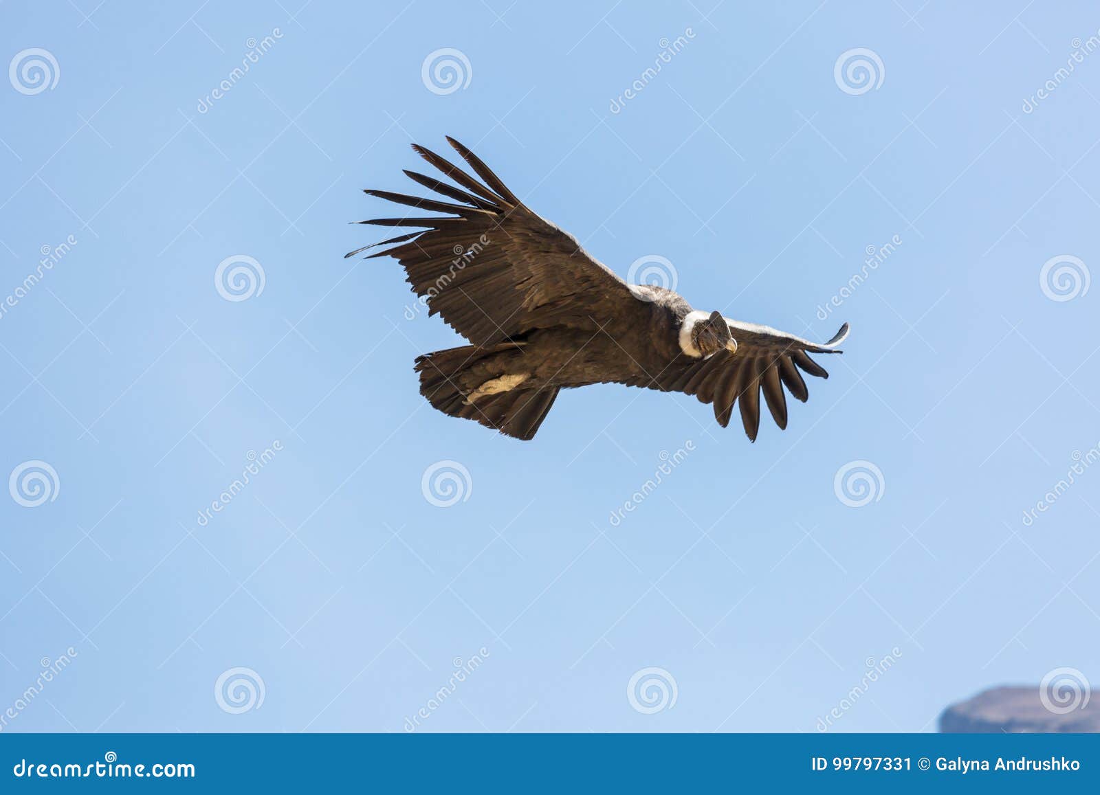 Condor image stock. Image du deepest, aloft, excursion - 99797331