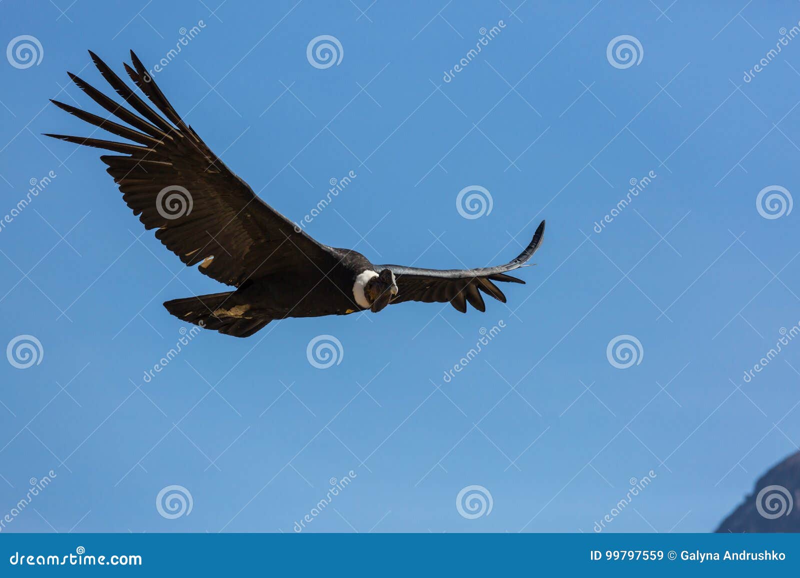 Condor imagen de archivo. Imagen de deepest, cara, mosca - 99797559