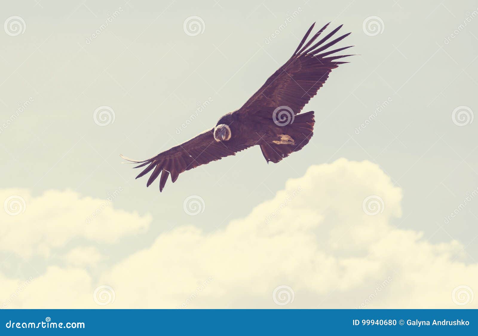 Condor foto de stock. Imagem de autêntico, garganta, américa - 99940680