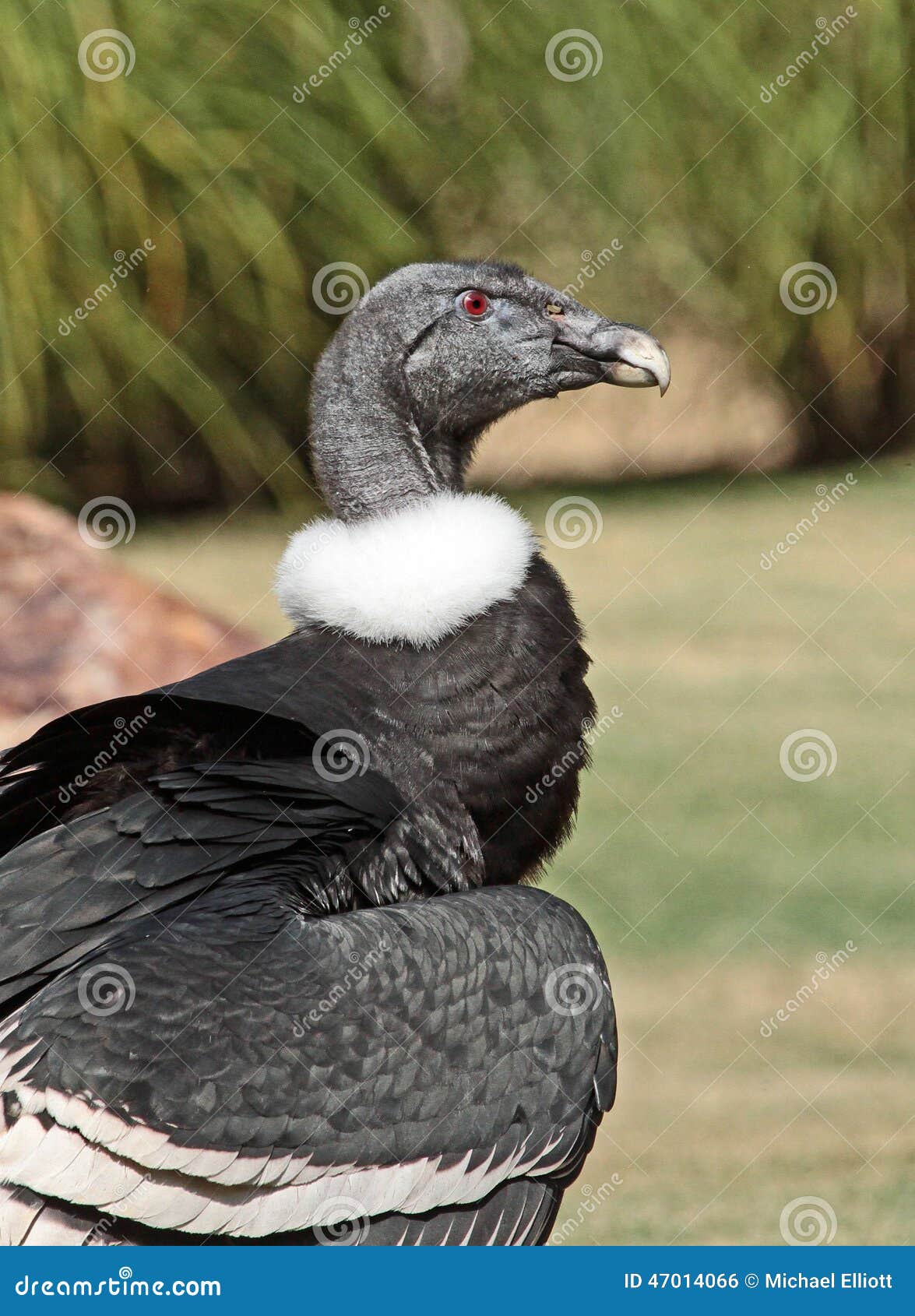 Condor stock photo. Image of airborne, buckskinman, majestic - 47014066