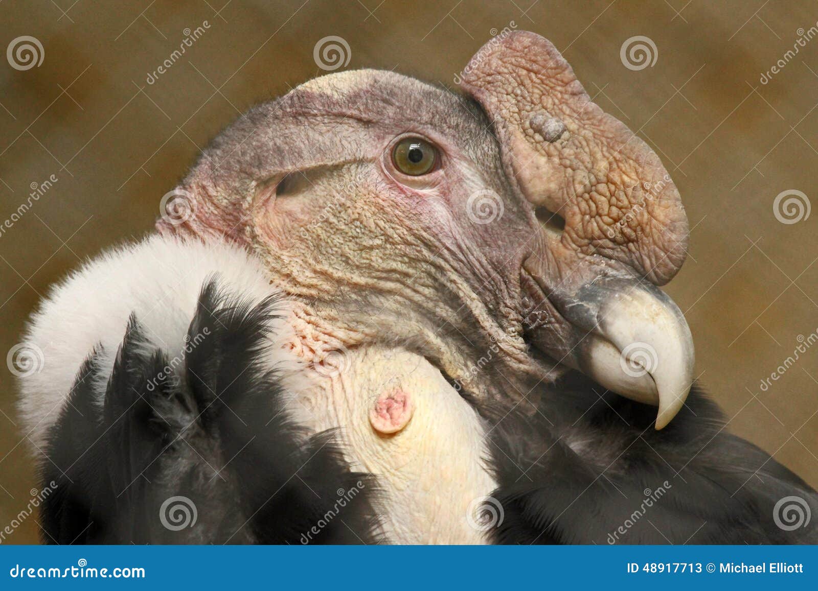 Condor stock image. Image of fierce, face, hooked, condor - 48917713