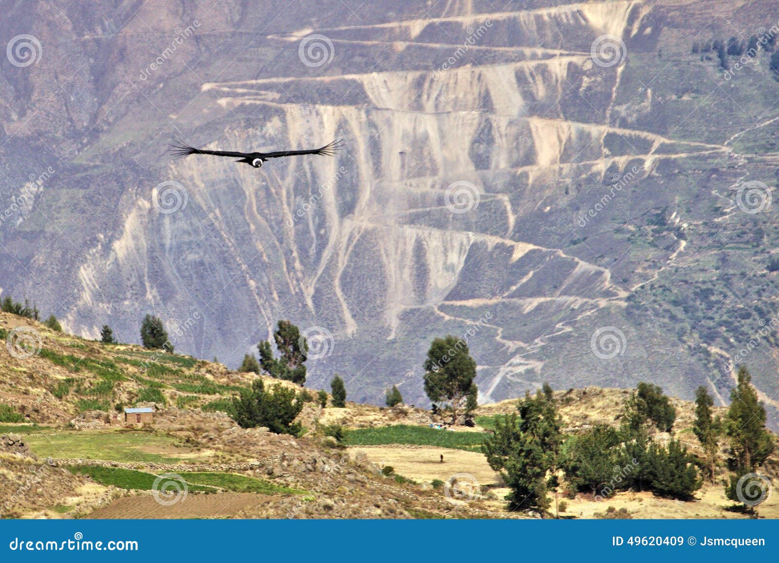 Condor Andes Predator Drop Bird Signature Stamp Stock Photo ...