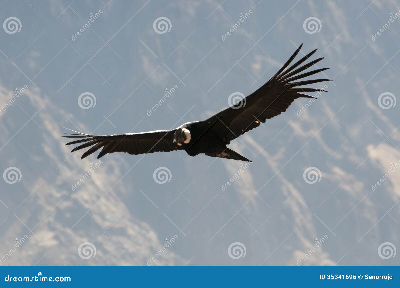 Condor andin en vol photo stock. Image du andin, aile - 35341696