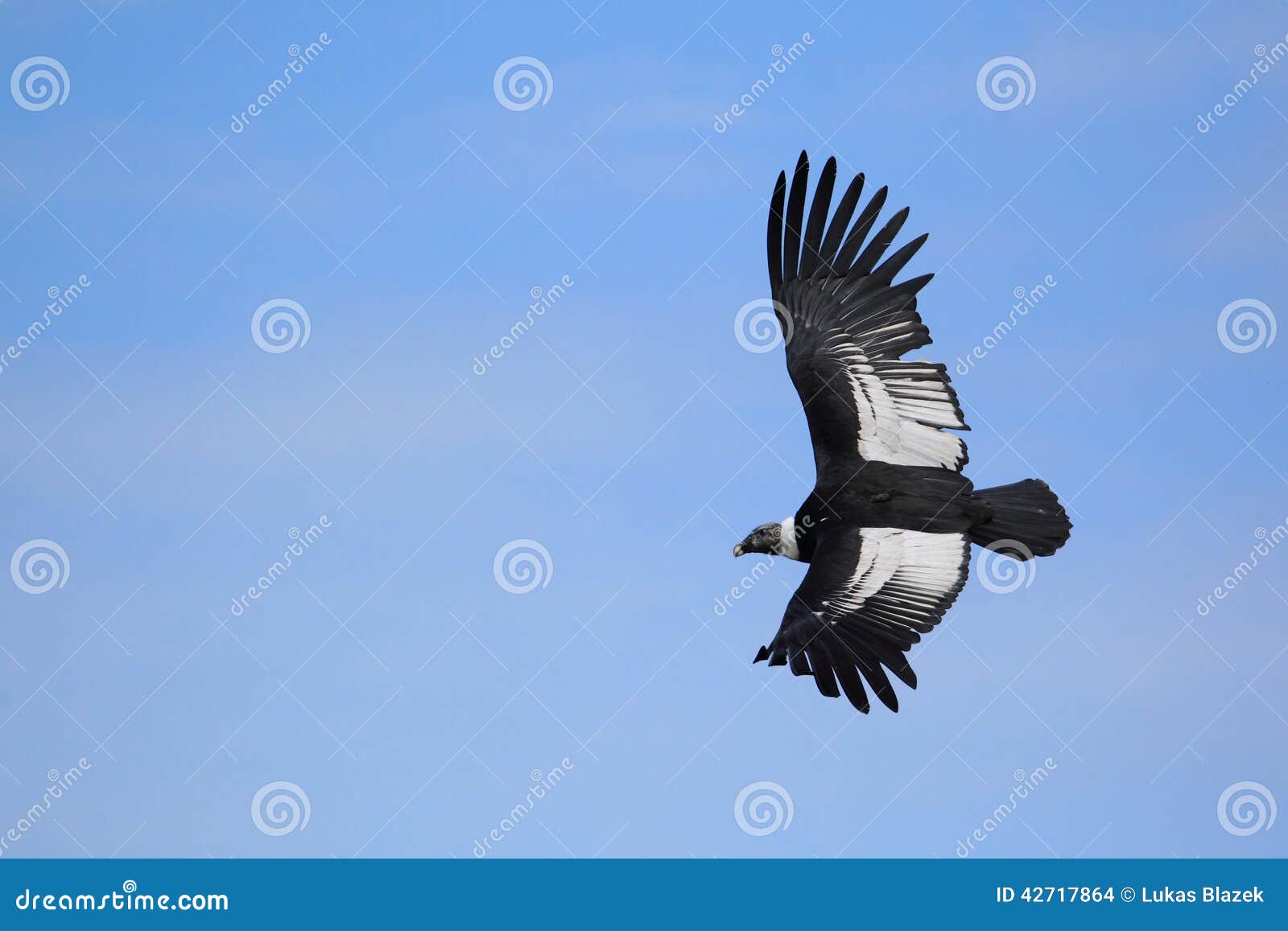 Condor andin volant photo stock. Image du prairie, oiseau - 42717864
