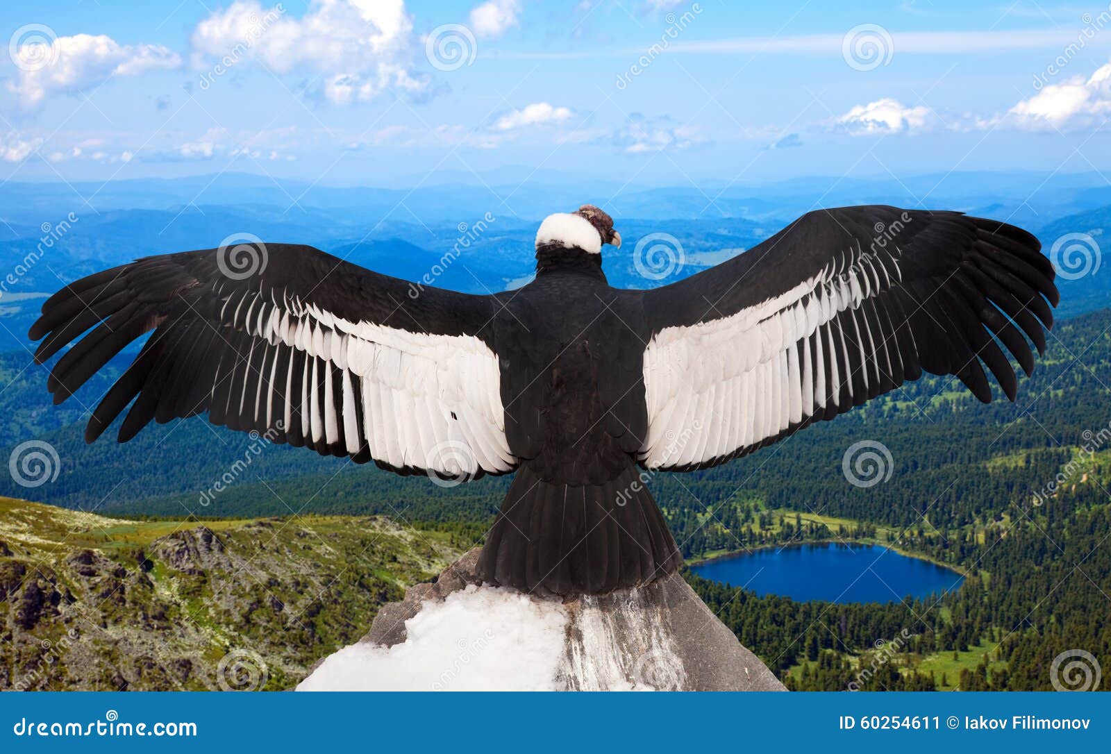 Condor andino imagem de stock. Imagem de nave, potência - 60254611