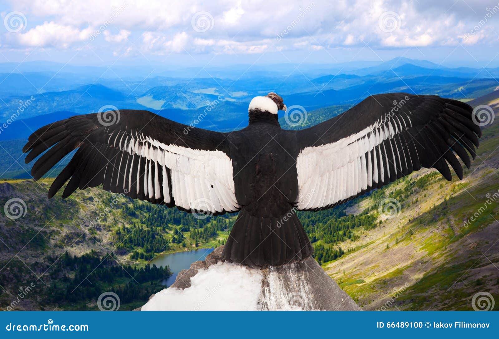 Condor Andino Na área Do Wildness Foto de Stock - Imagem de condor ...
