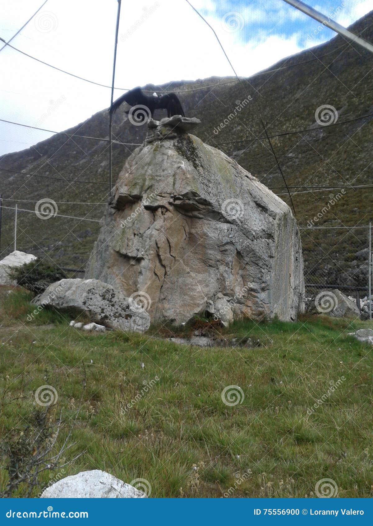 Condor editorial image. Image of animal, condor, special - 75556900