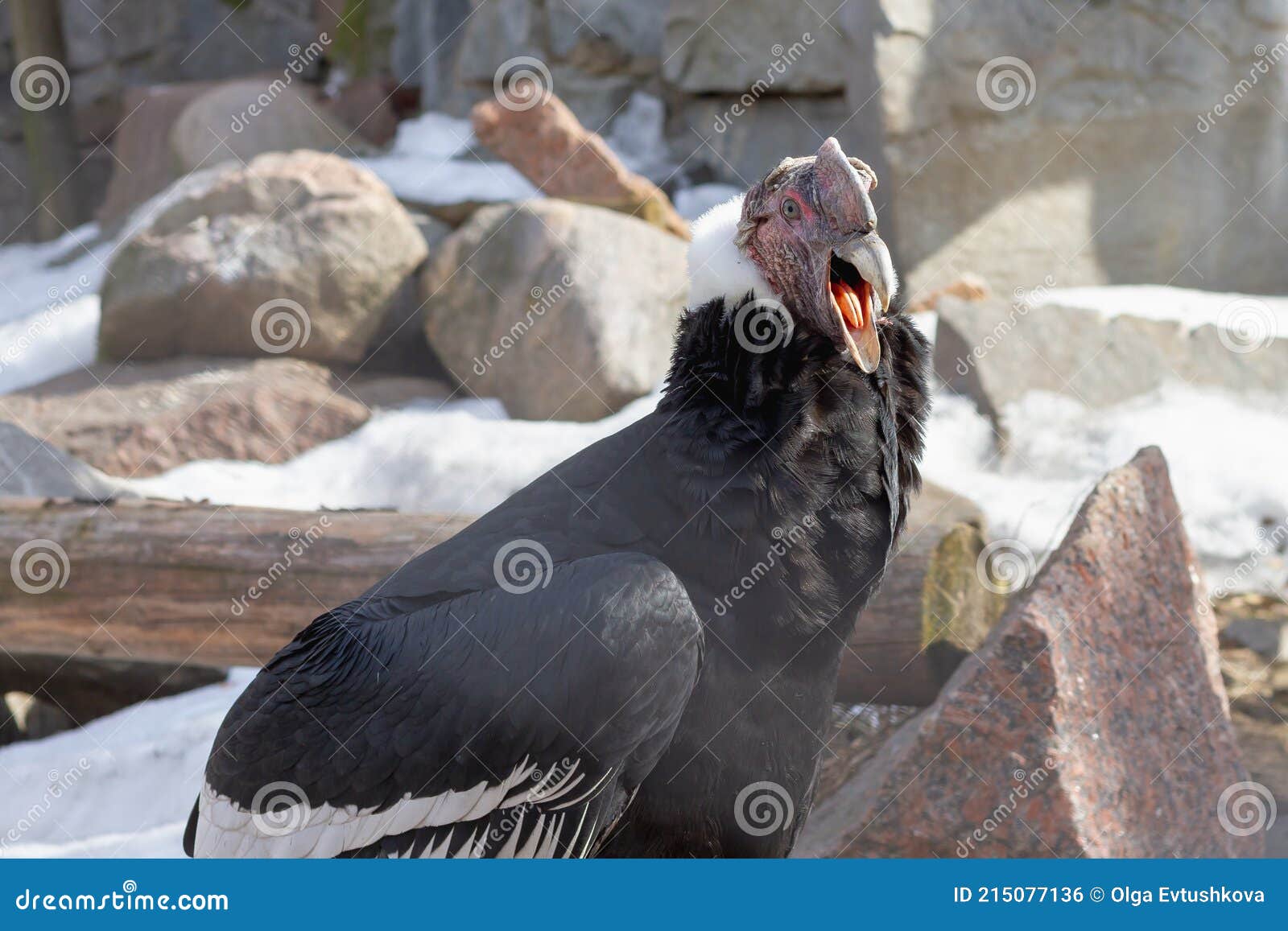 Condor Bird Close-up Opened Its Beak and Screams Stock Photo - Image of ...