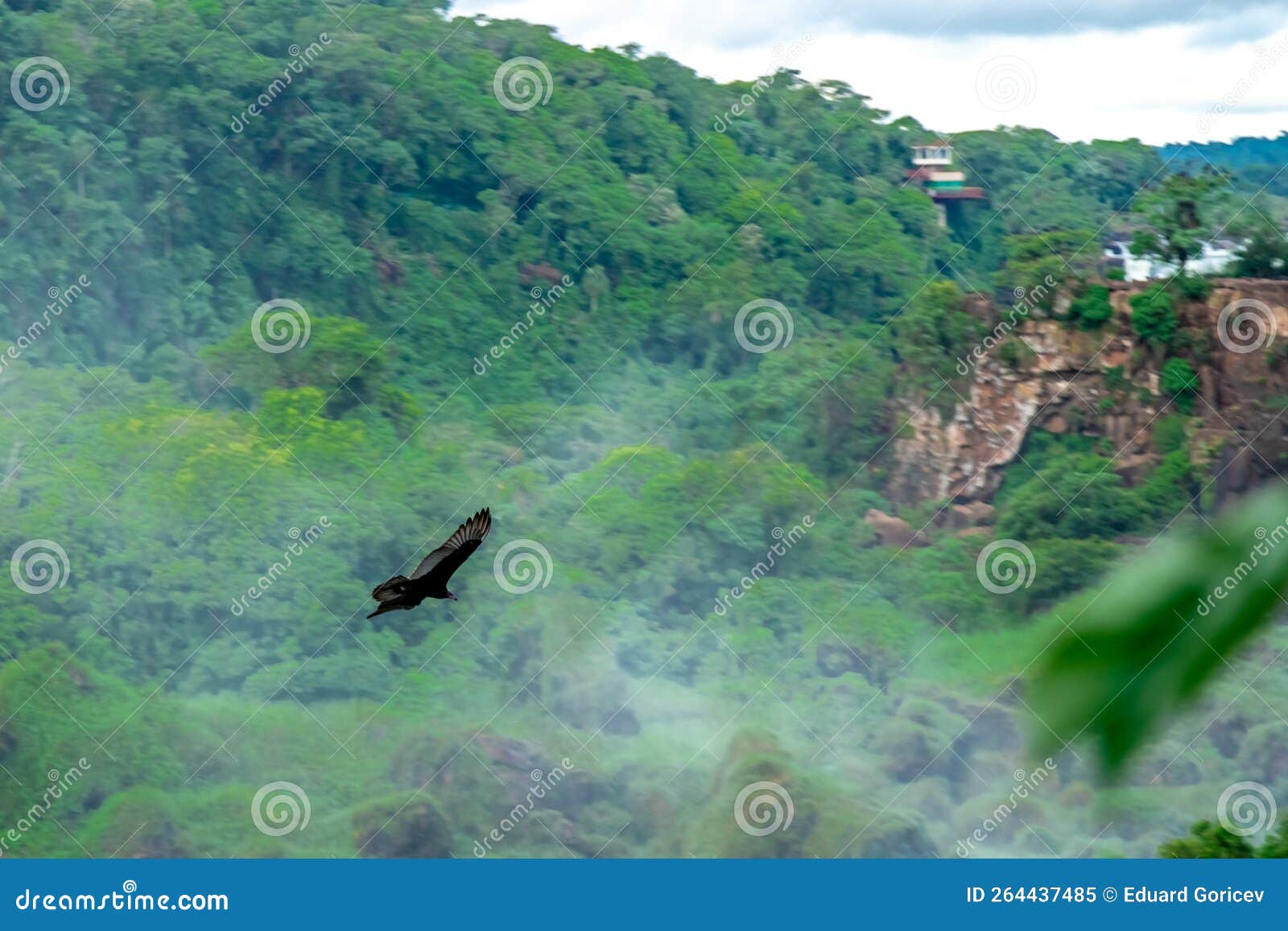 Condor Bird Flying in the Sky Above the Jungle Stock Image - Image of ...