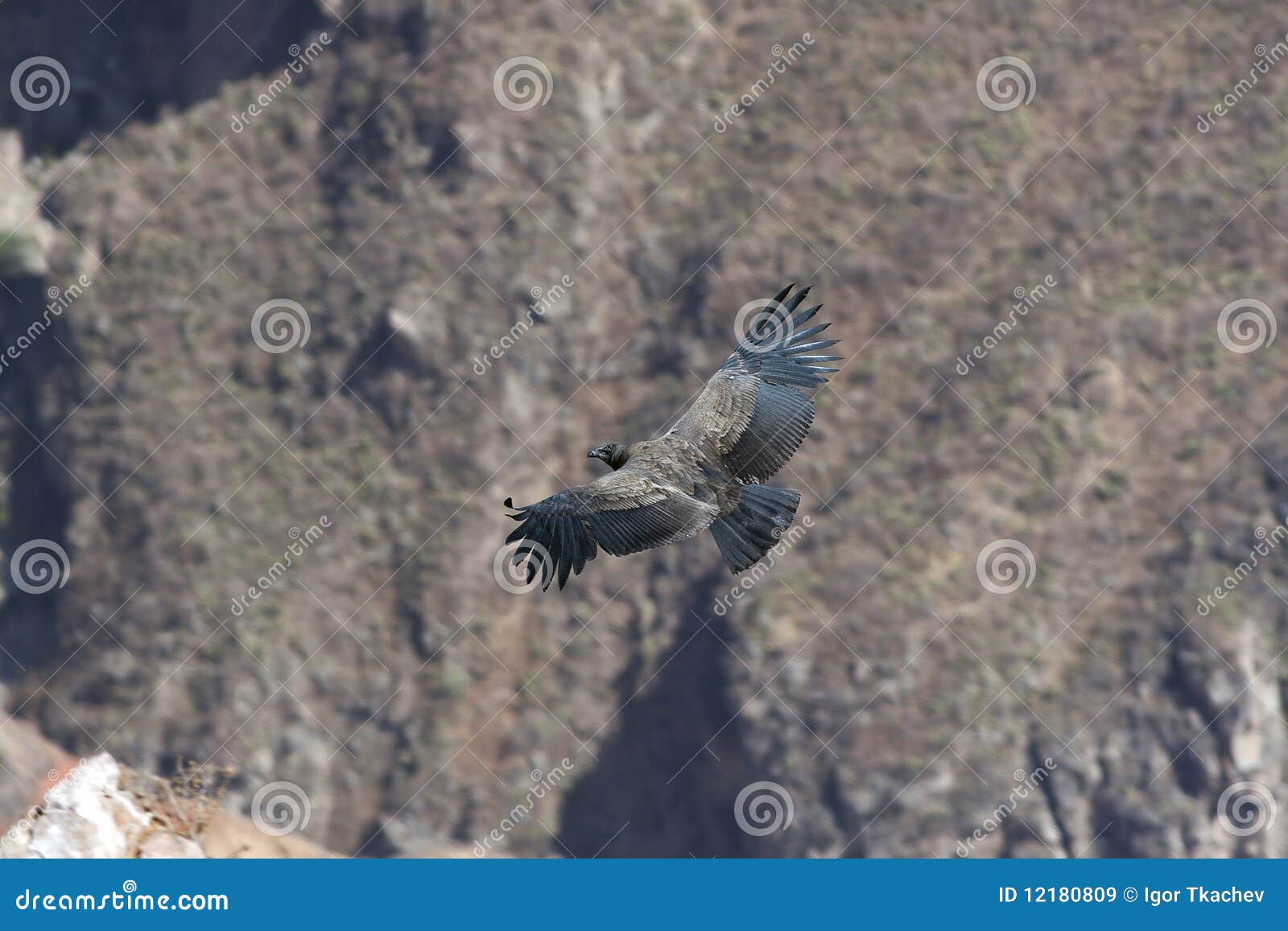 Condor in canyon stock image. Image of vulture, condor - 12180809