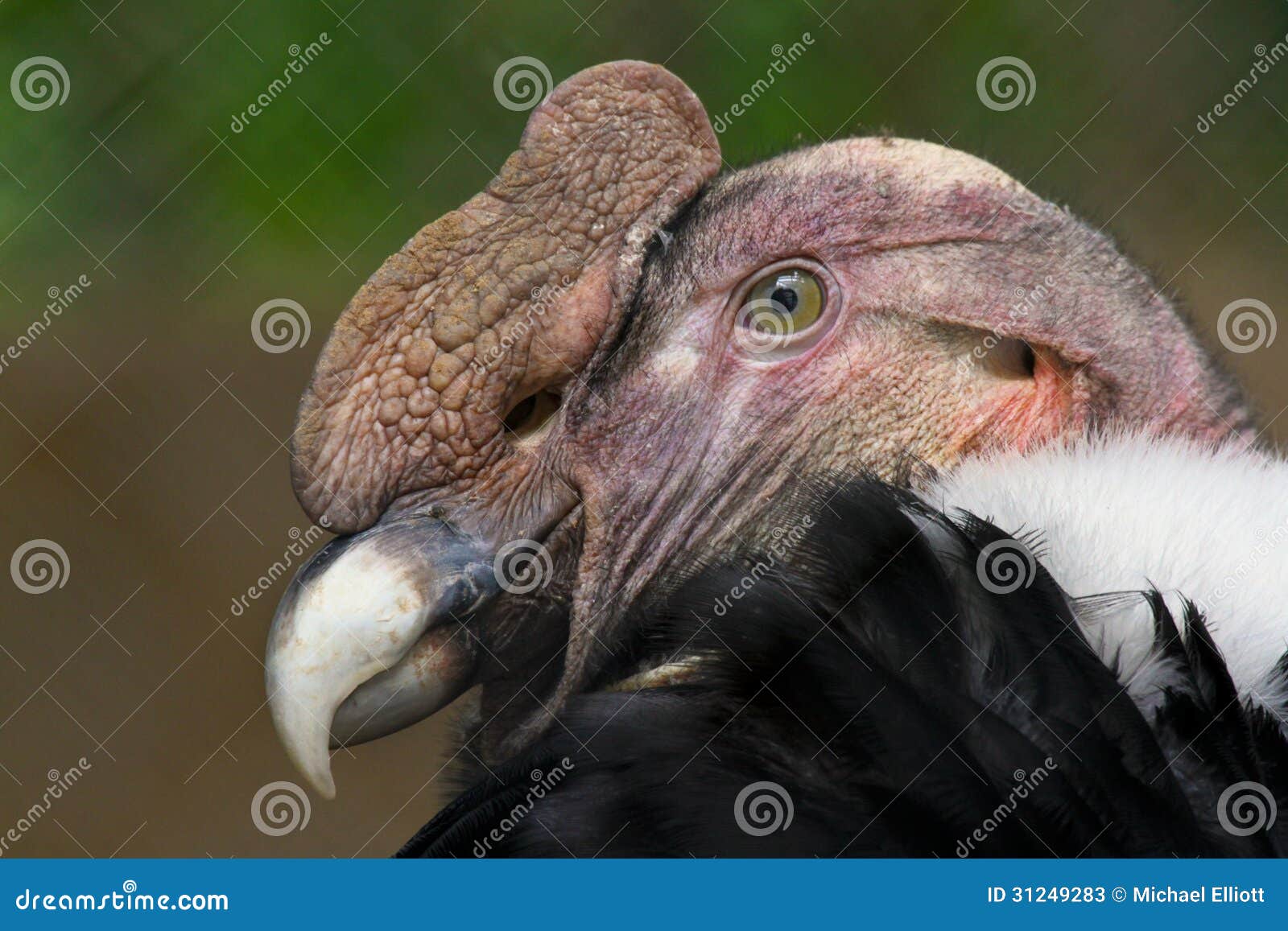 Condor stock image. Image of peru, buzzard, feathers - 31249283