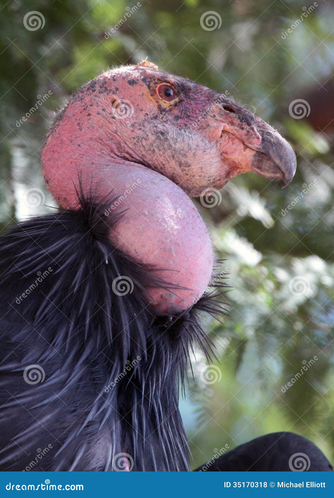 Condor stock photo. Image of head, california, carnivore - 35170318