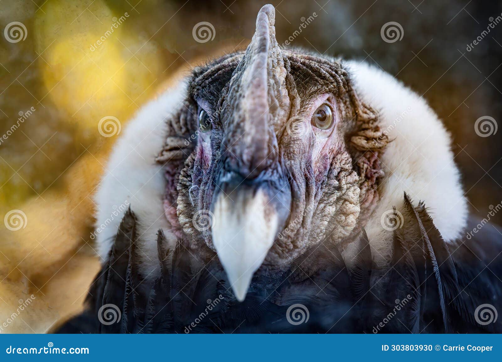 Condor 1 stock photo. Image of bird, beak, head, closeup - 303803930
