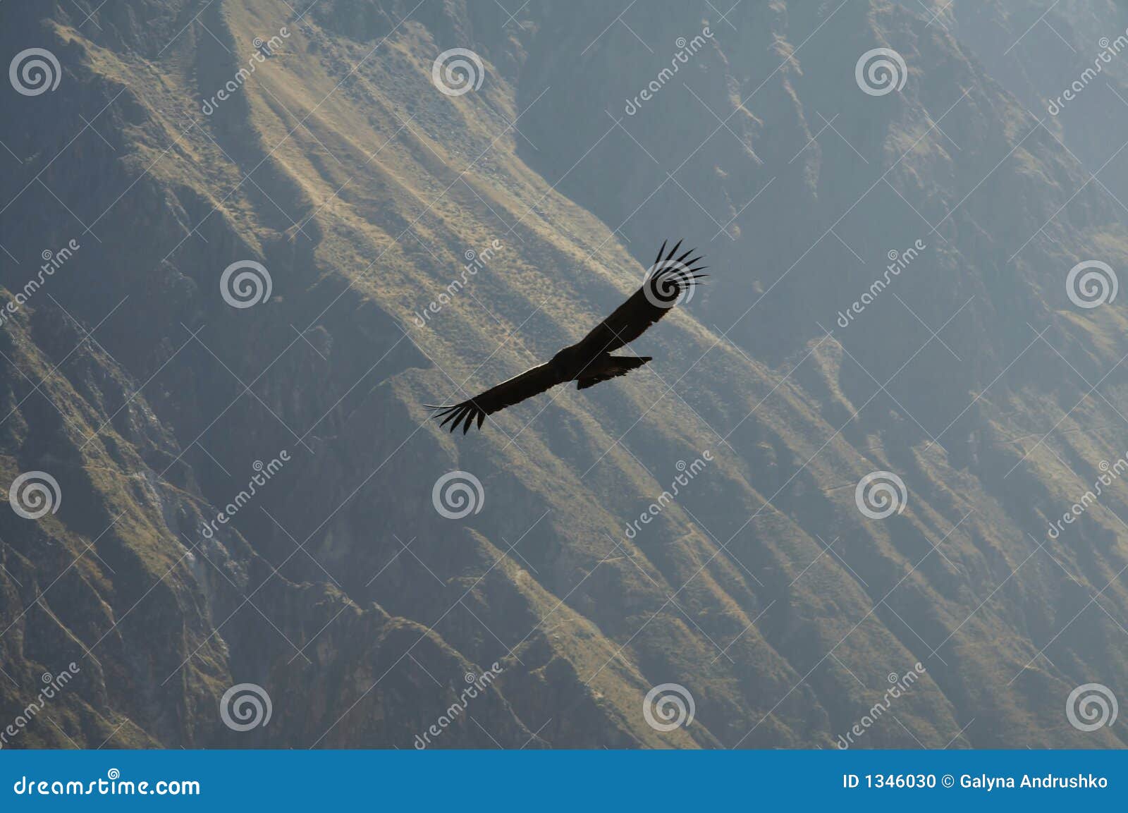 Condor in Colca Canyon,Peru Stock Photo - Image of bird, overview: 1346030
