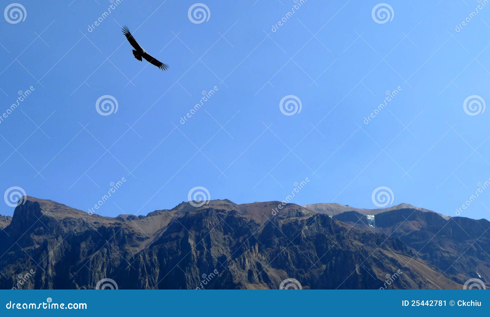 Condor at Colca Canyon, Peru Stock Image - Image of andes, beak: 25442781