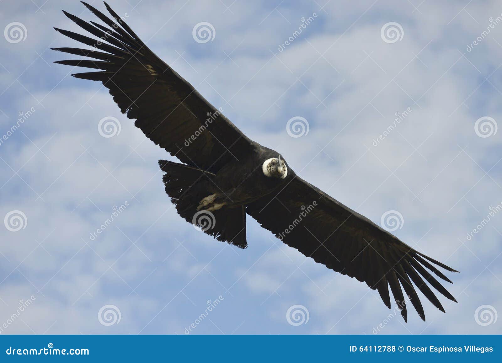 Condor, Colca canyon, Peru stock photo. Image of birds - 64112788