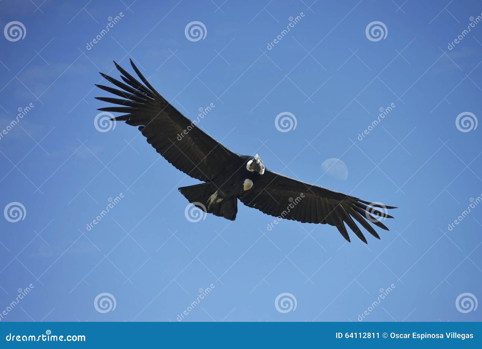 Condor, Colca canyon, Peru stock image. Image of peru - 64112811