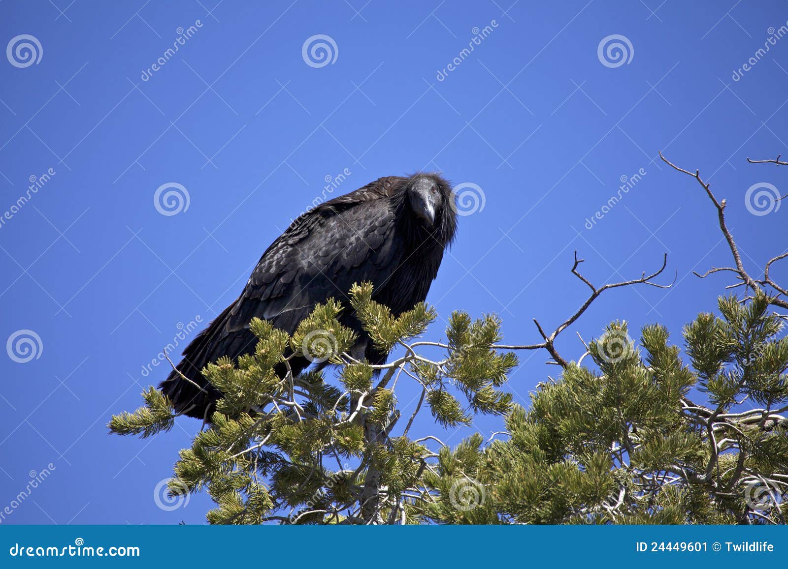 Condor De Californie Mis En Danger Image stock - Image du faune ...
