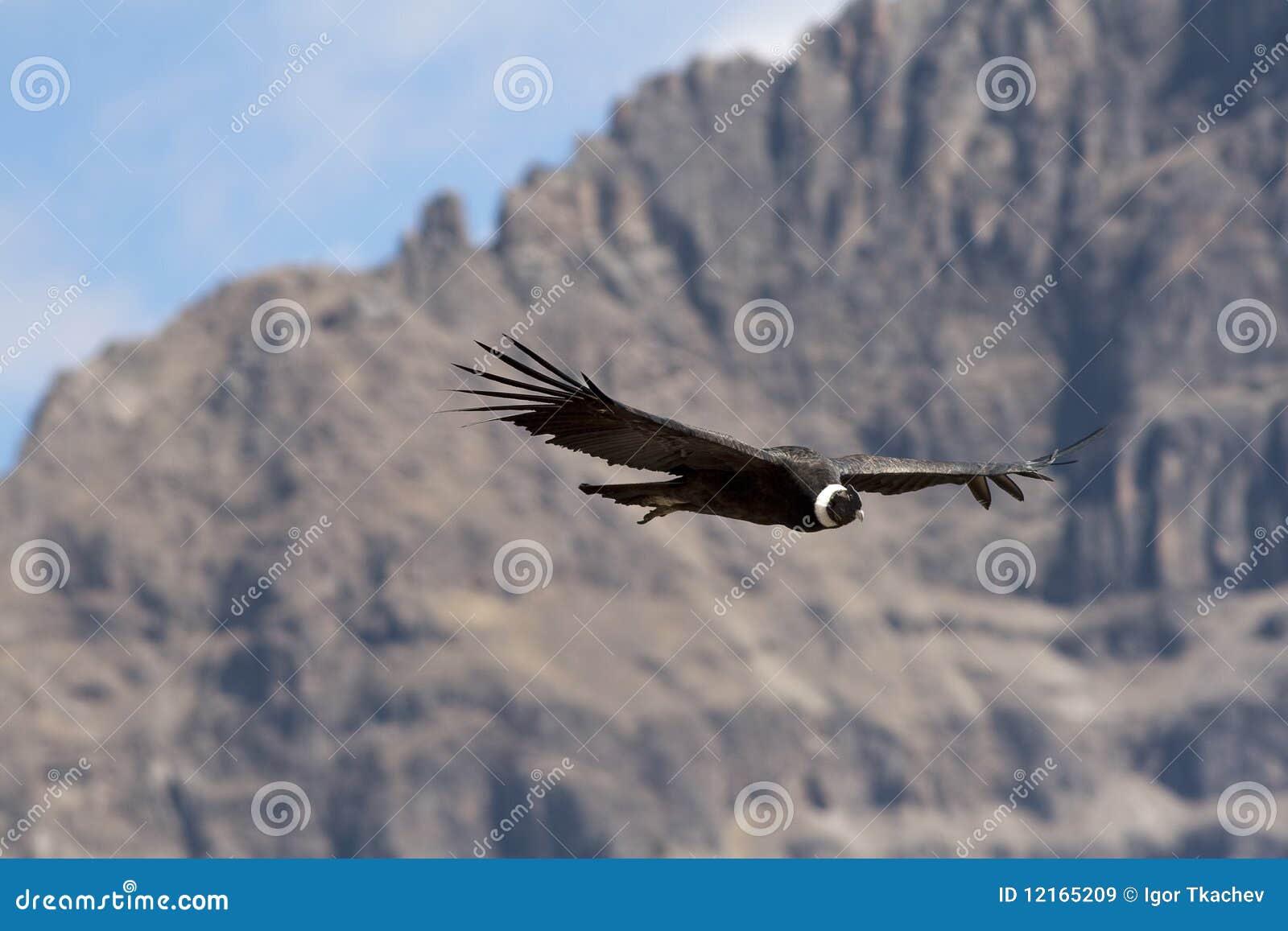Condor in flight stock image. Image of mountain, colca - 12165209