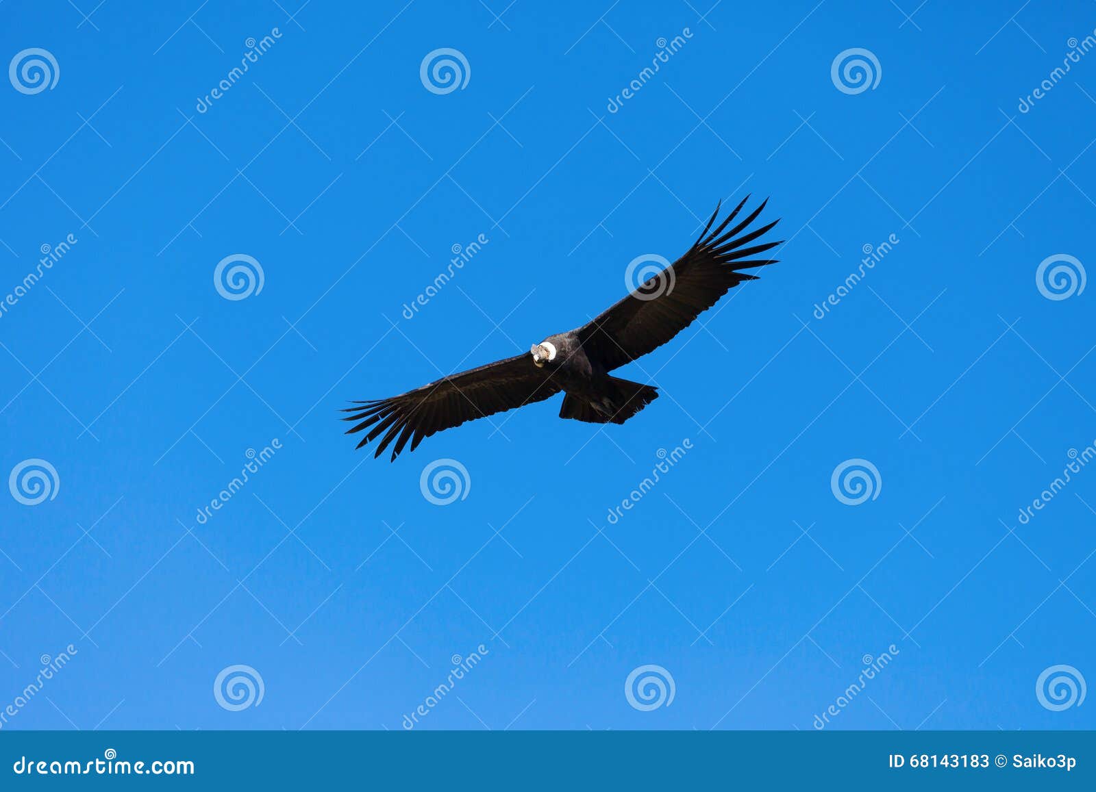 Condor flight stock image. Image of colca, high, animal - 68143183