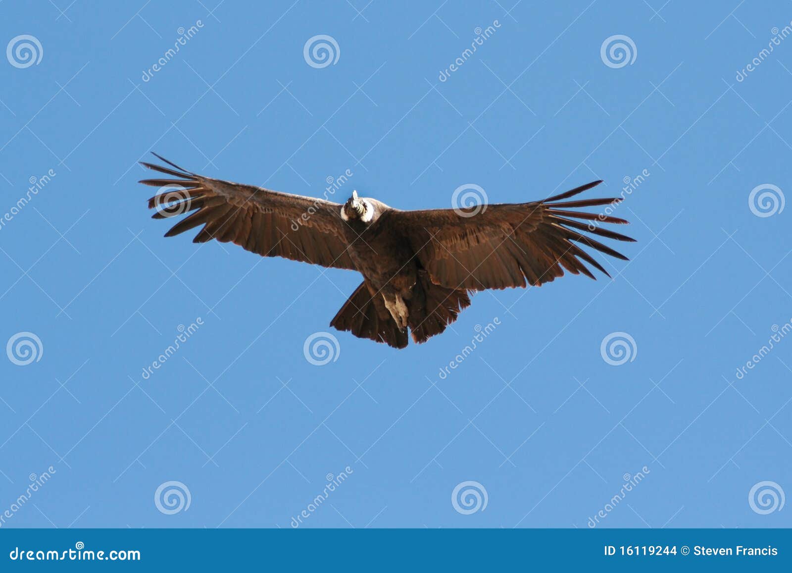 Condor flying 3 stock photo. Image of inca, canyon, peru - 16119244