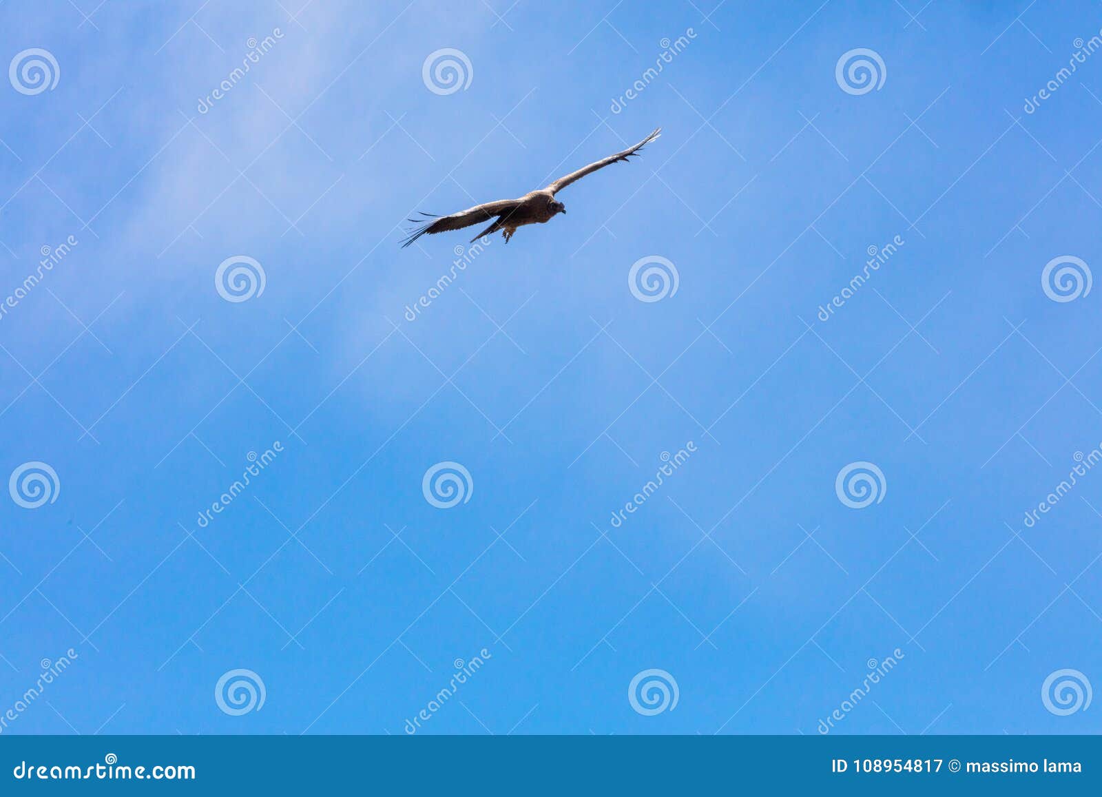 Condor flying in Peru stock image. Image of condor, beautiful - 108954817