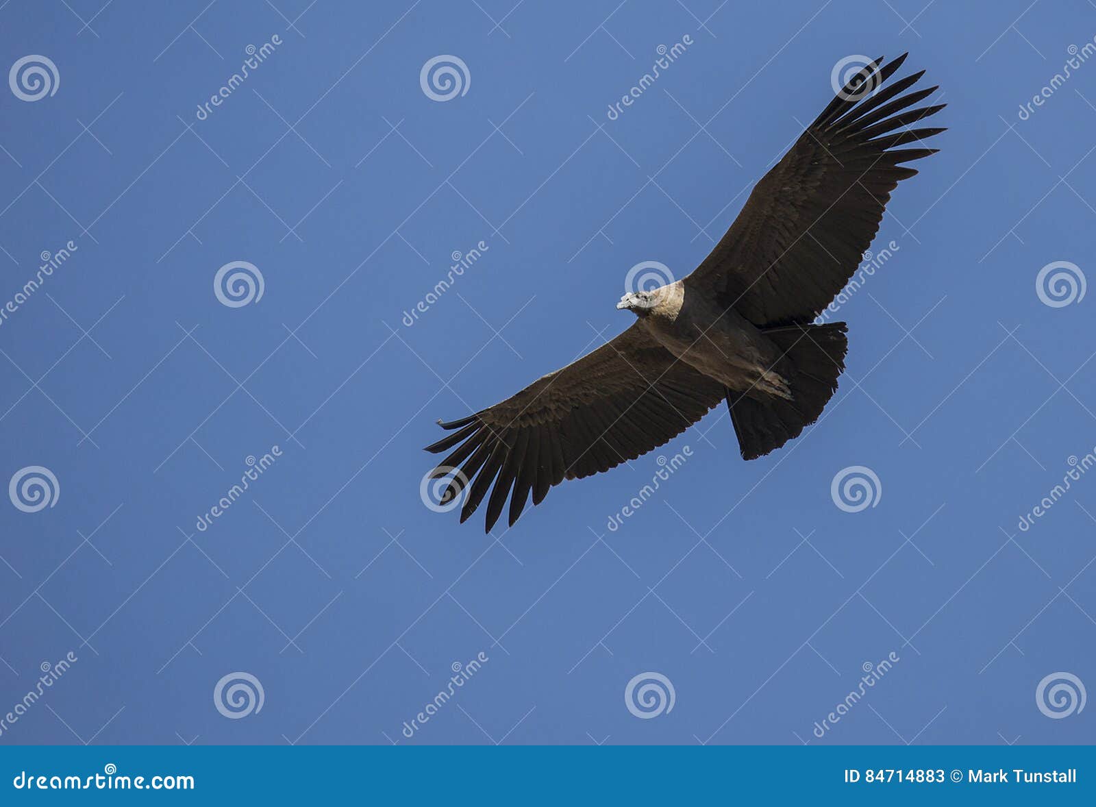 Condor flying stock image. Image of peru, graceful, bird - 84714883
