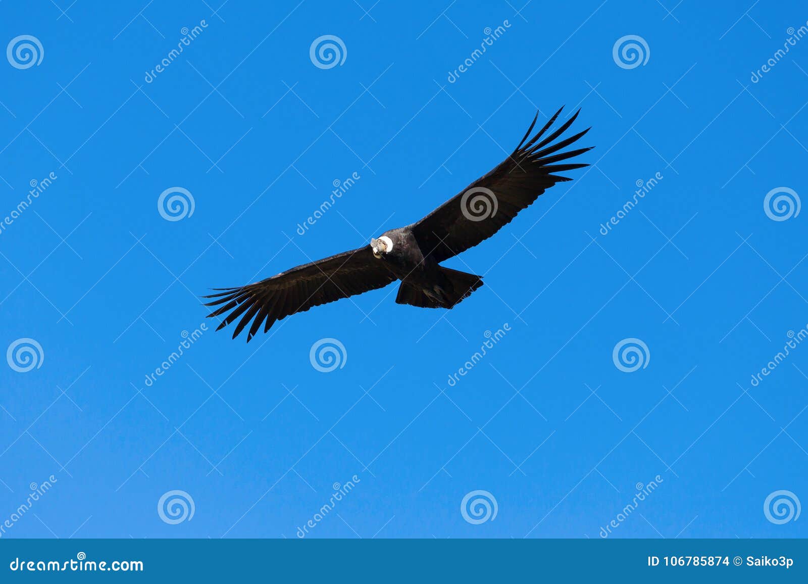 Condor flight stock photo. Image of wing, adventure - 106785874