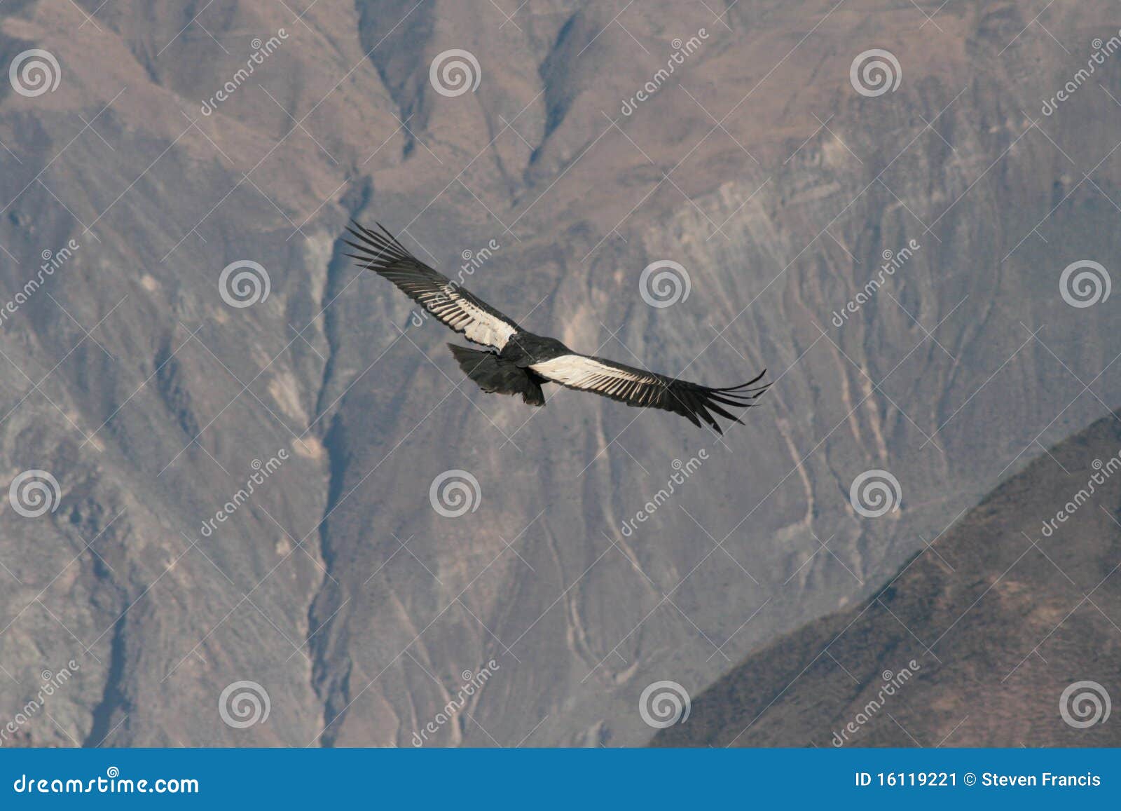 Condor Flying through Canyon Stock Image - Image of peru, deepest: 16119221