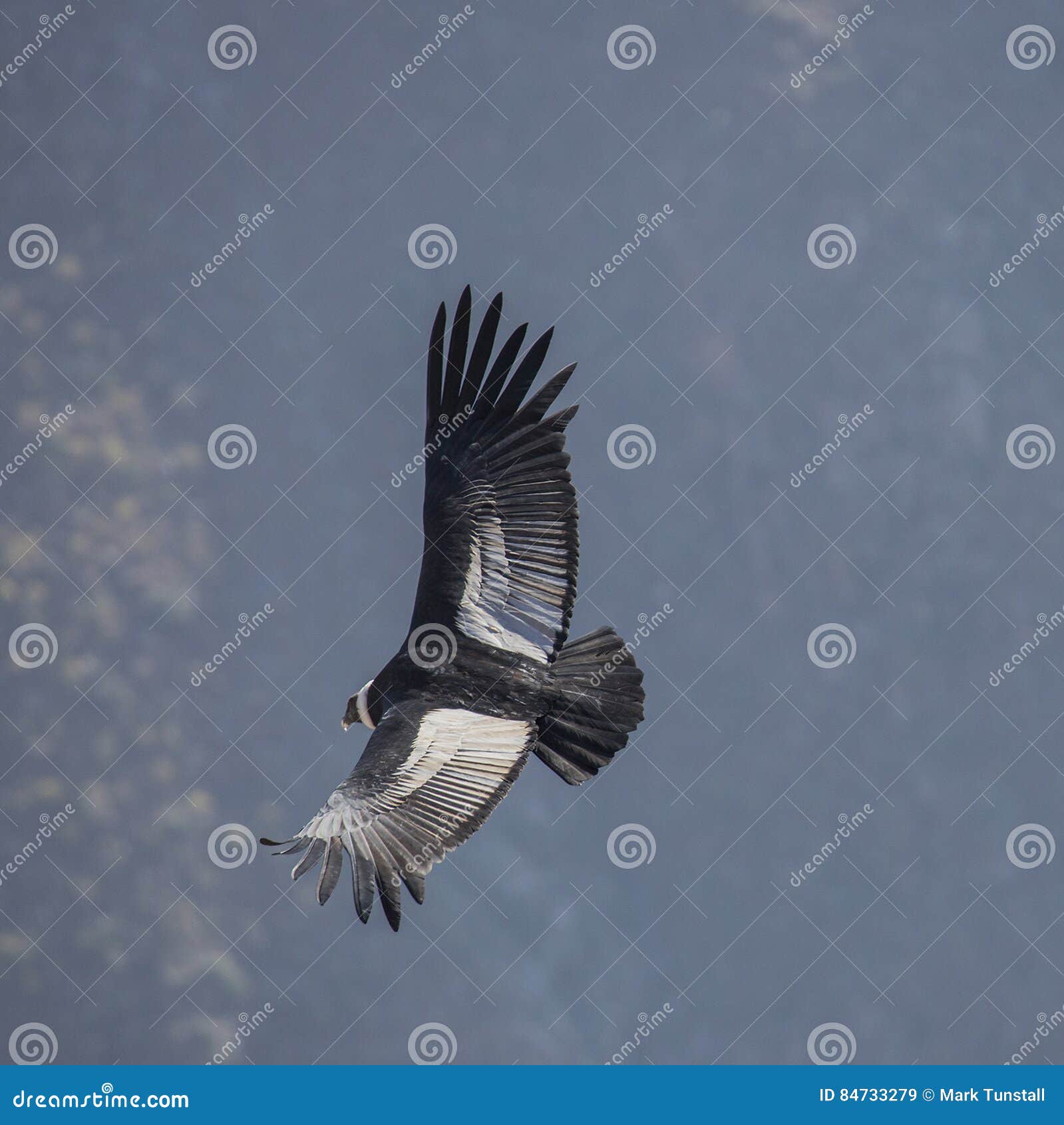 Condor flying stock image. Image of male, flying, wings - 84733279