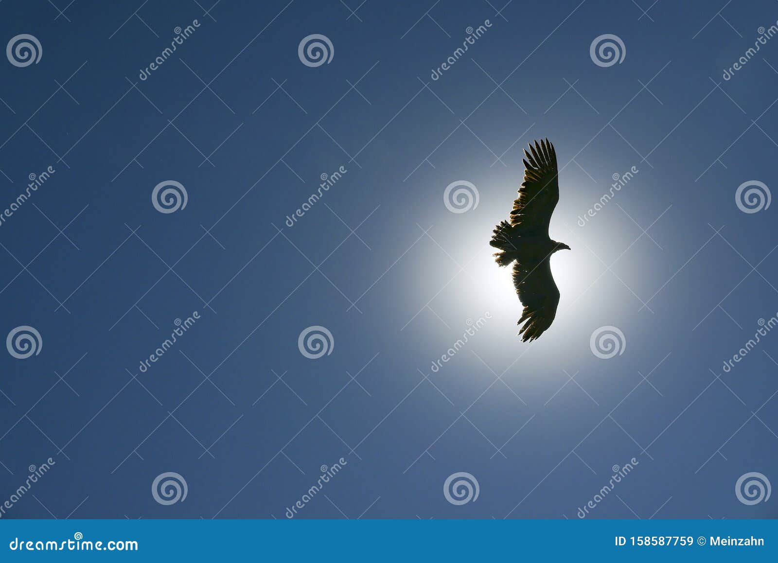 Condor Flying Stock Photography | CartoonDealer.com #84732842