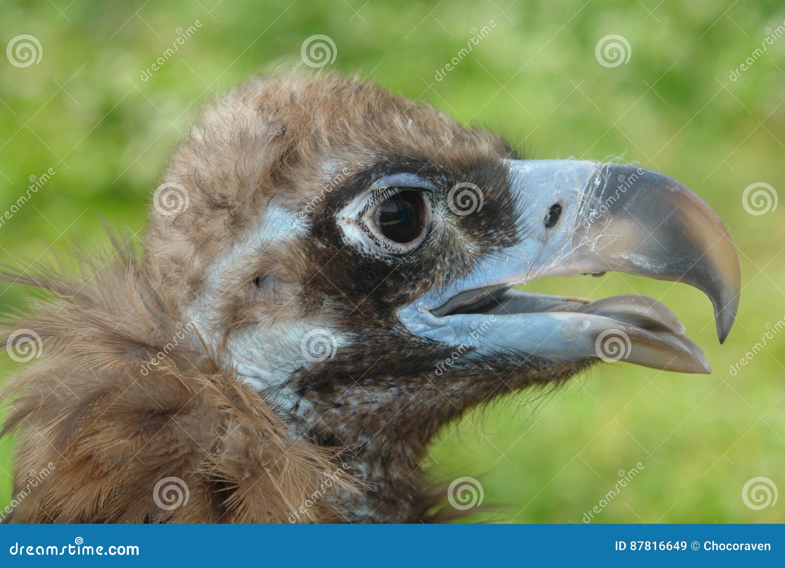 Condor head stock image. Image of beak, vulture, eyes - 87816649