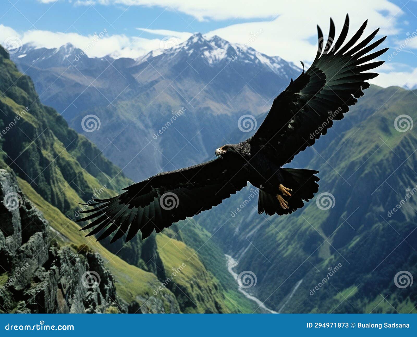 Flying Condor Over Colca South This Condor The Biggest Flying Bird ...
