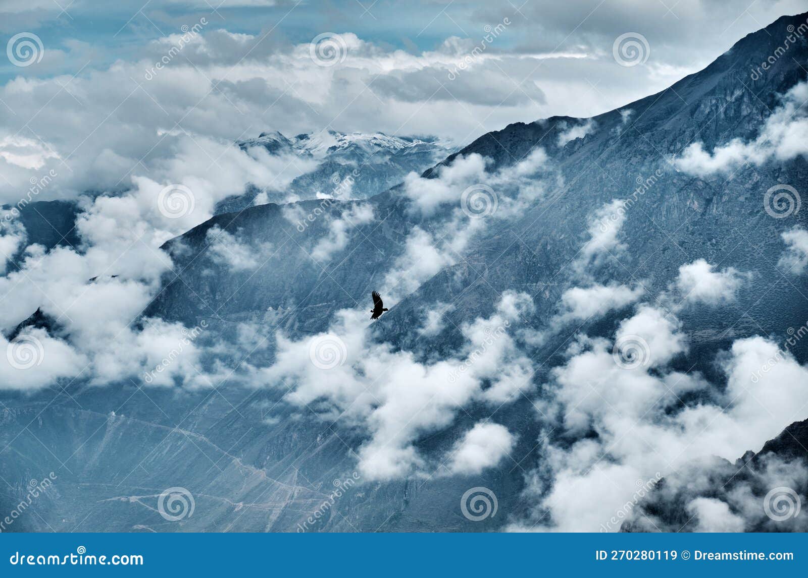 Condor Andes Predator Drop Bird Signature Stamp Stock Photo ...