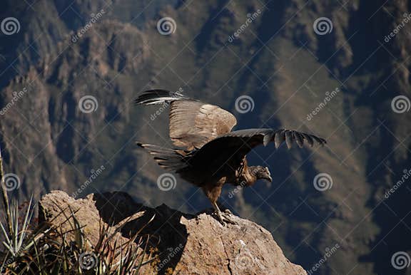 Condor in Peru stock photo. Image of wild, wildlife, nature - 13193748