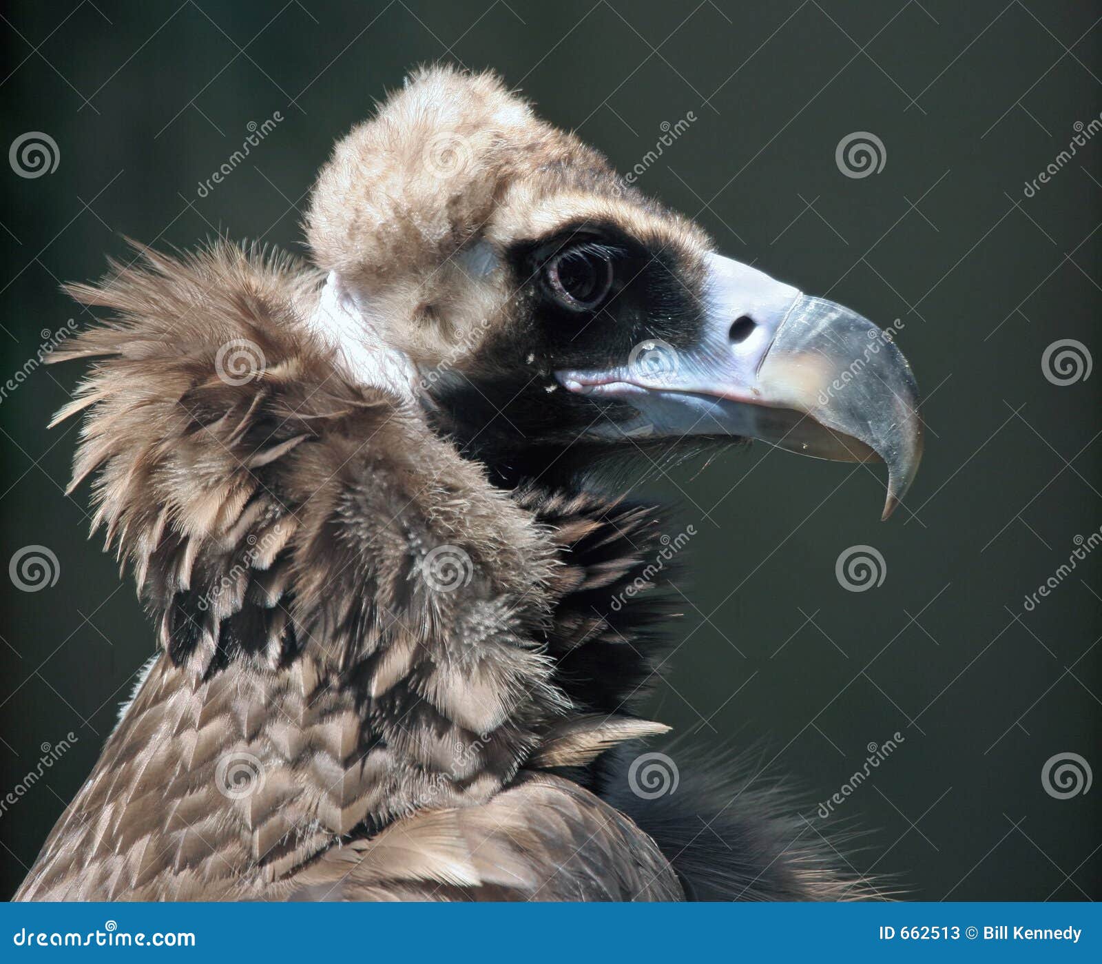 Condor Portrait stock image. Image of bronx, avian, wing - 662513