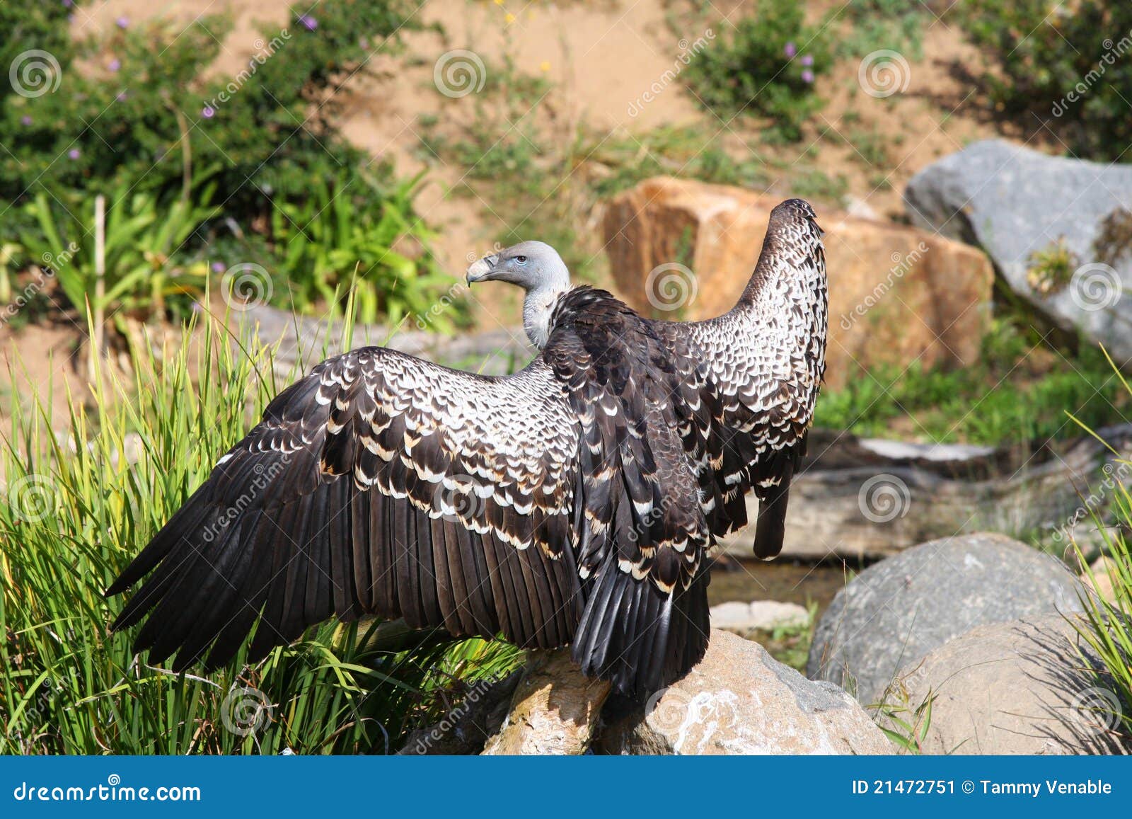 Condor posing stock image. Image of head, andean, california - 21472751