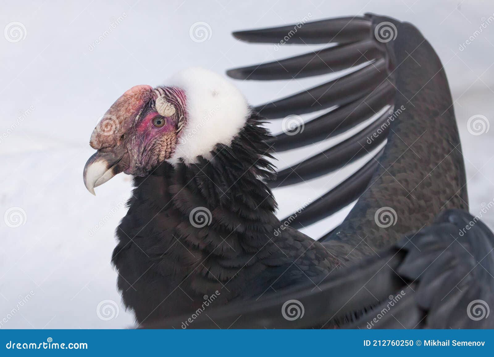 Condor from the Side, Close-up Against a Background of Snow, with ...