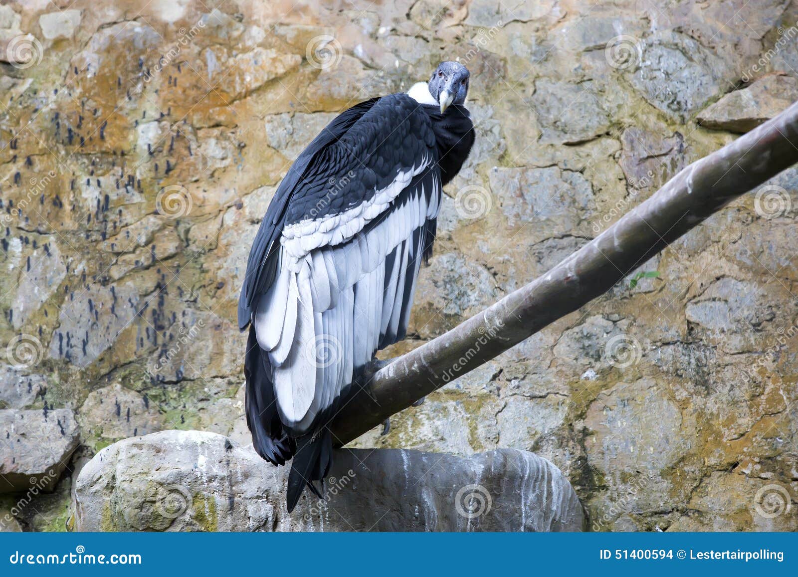 Condor stock photo. Image of feather, flight, sitting - 51400594