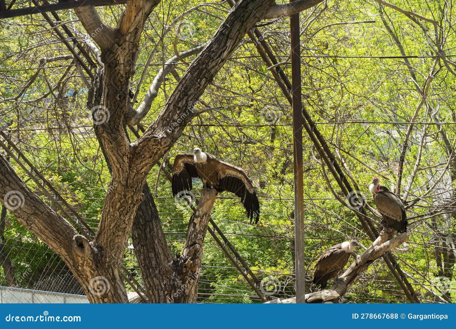 Condor Sitting in a Tree in the Zoo Stock Photo - Image of california ...