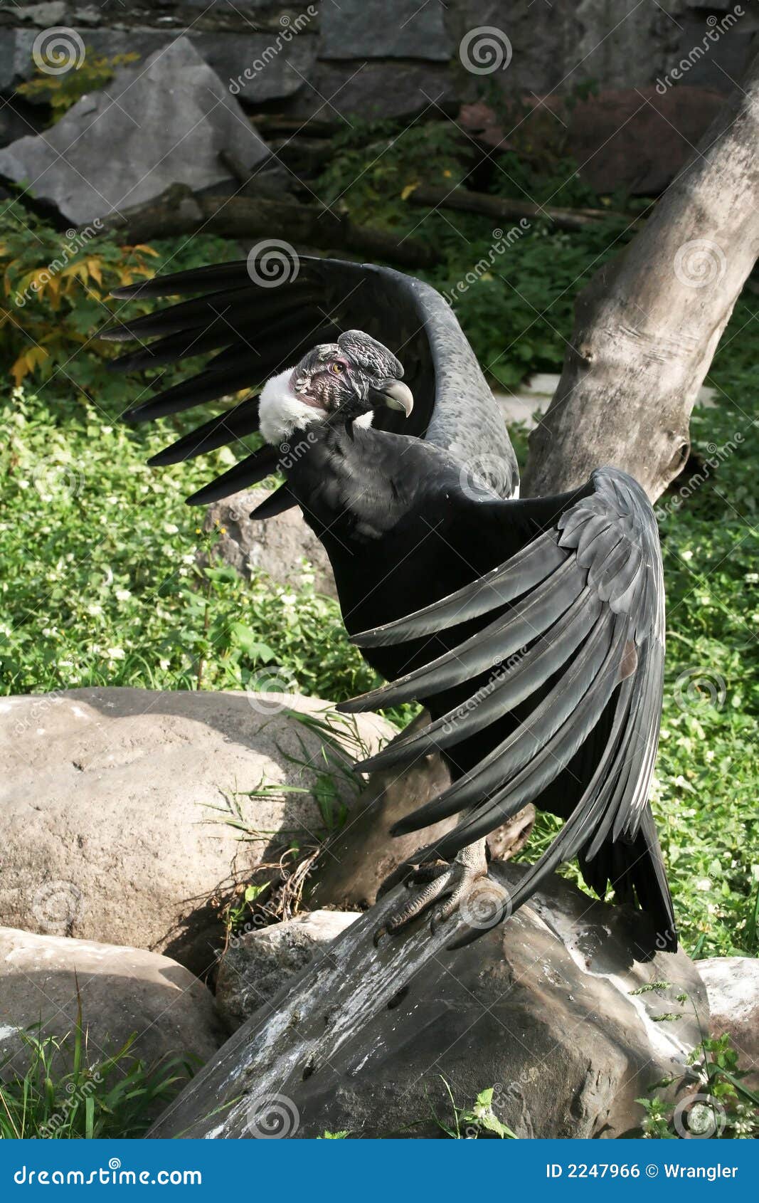 Condor on the stone. stock photo. Image of ornithology - 2247966