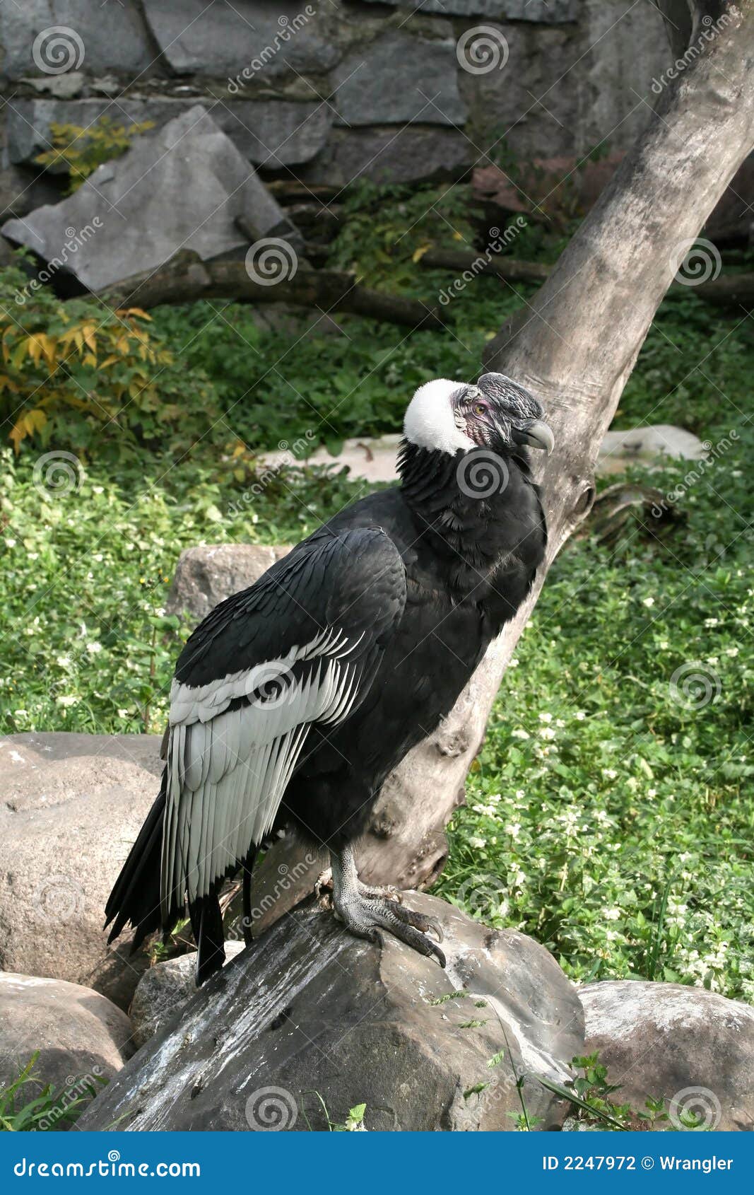 Condor on the stone. stock photo. Image of andes, brown - 2247972