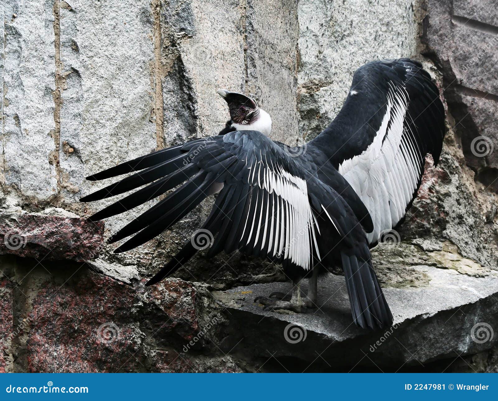 Condor on the stone. stock image. Image of carnivorous - 2247981