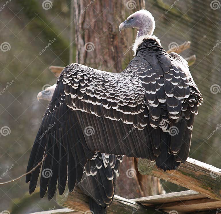 Condor stock image. Image of bird, spread, head, condor - 87326371