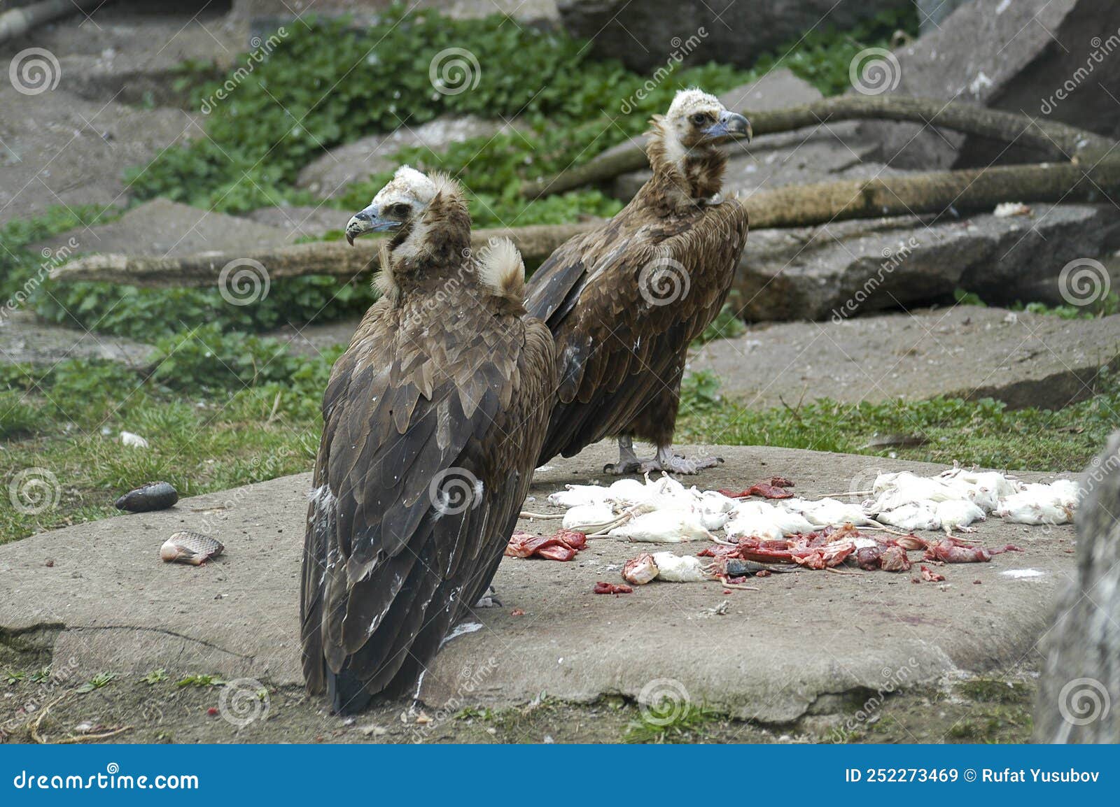 Condors in the Eat Big Birds Stock Image - Image of stone, condors ...